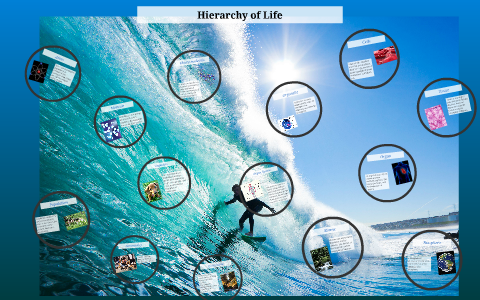 Hierarchy of Life by Audrey Benavides on Prezi