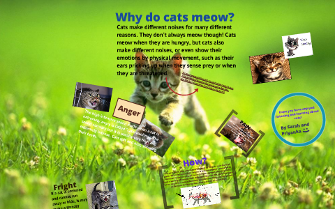 Why and How do Cats Meow? by Priyanka Mukherjee on Prezi
