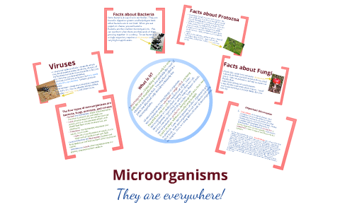 Microorganisms for sixth grade class by Rachel Johnson on Prezi