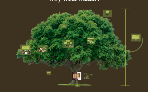 Why Trees Matter! by Eryn Dael on Prezi