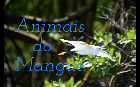 Animais do mangue by povão do mangue on Prezi