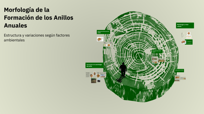 Morfología de la Formación de los Anillos Anuales by Daniela Lira ...