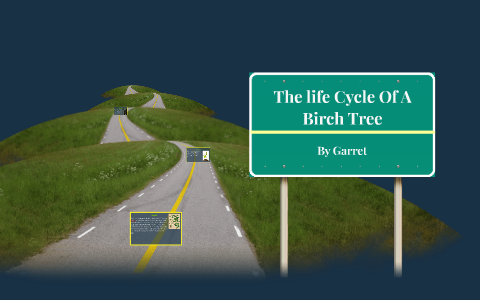 The life Cycle Of A Birch Tree by Garret McDermottG on Prezi