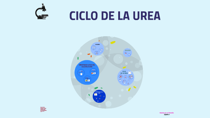 CICLO DE LA UREA by Danny GaxioLa on Prezi