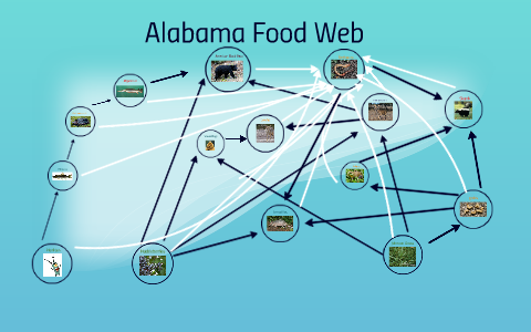 Alabama Food Web by danielle aguayo on Prezi