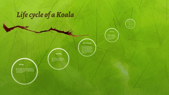 Life cycle of a Koala by Anastacia Mootooveeren on Prezi