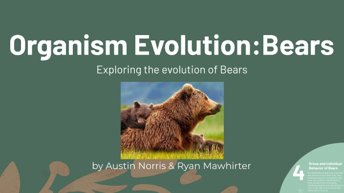 Organism Evolution: Bears by Austin Norris on Prezi