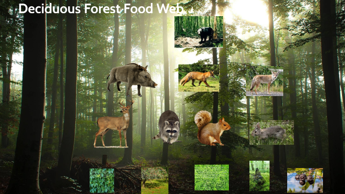 Deciduous Forest Food Web by CHLOE PINKERTON on Prezi