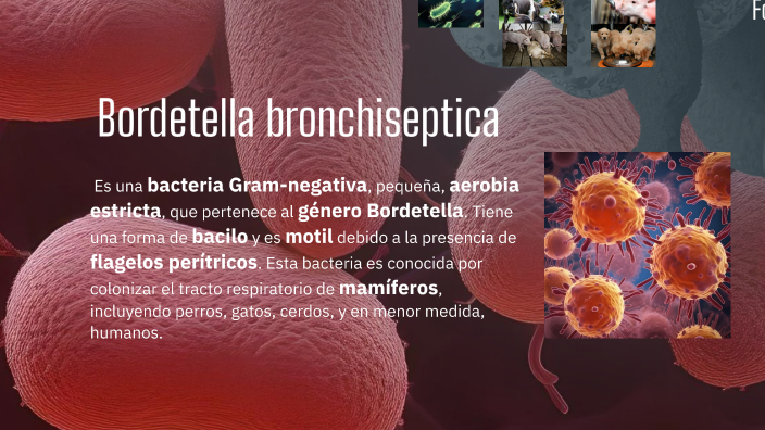 Bordetella bronchiseptica by Walter Orley Torres Alvarez on Prezi