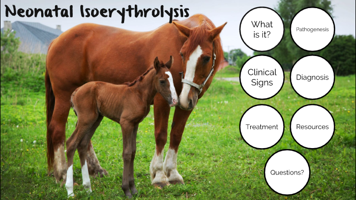 Neonatal Isoerythrolysis by Emma Shrubb on Prezi