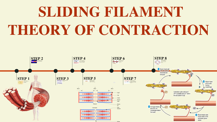 2.03 Muscle Contraction Assessment by Ashleigh . on Prezi