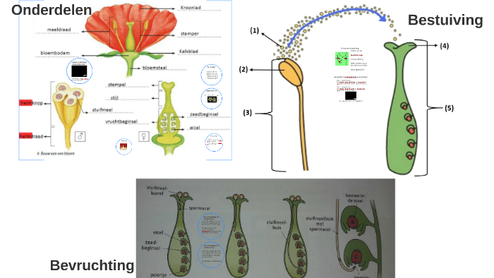 Bestuiving en bevruchting by on Prezi