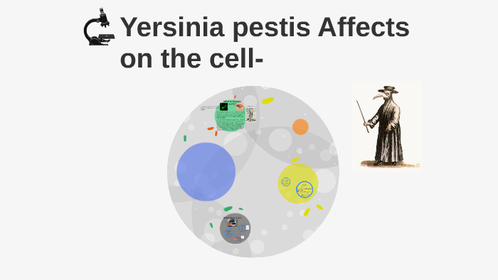 Bubonic Plauge Affects on the cell- by Tobey Gray on Prezi