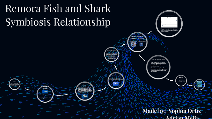 Remora Fish and Shark Symbiosis Relationship and how Humans are ...