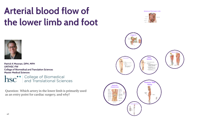 Lower Limb Blood Flow by Patrick Moonan on Prezi