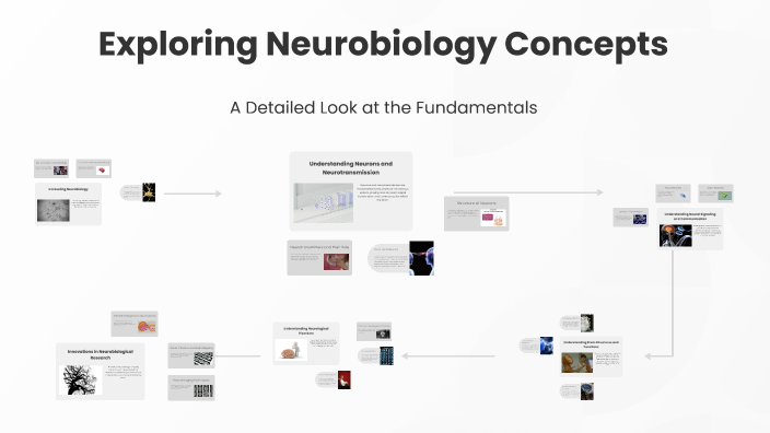 Exploring Neurobiology by Kaja Bergmann on Prezi