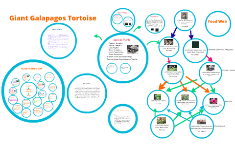 Giant Galapogous Tortoise by sunjit pannu on Prezi