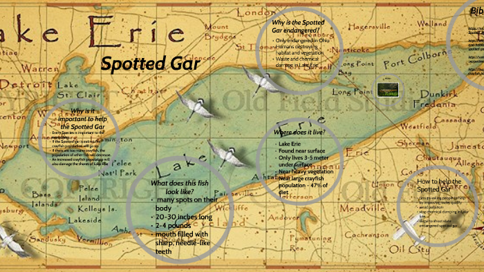 Spotted Gar - Endangered in Ohio! by Valerie Waite on Prezi