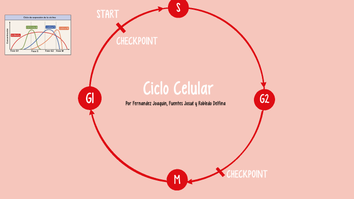 Ciclo celular- Molecular by Josue Fuentes on Prezi