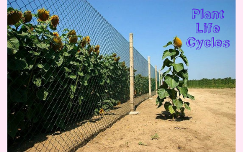 Plant Life Cycles by Peter Fearon on Prezi