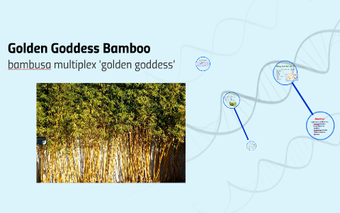 Golden Goddess Bamboo by Creator Cat on Prezi