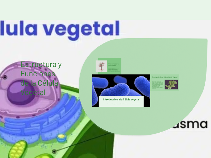 Célula Vegetal by FERNANDA MARIN on Prezi