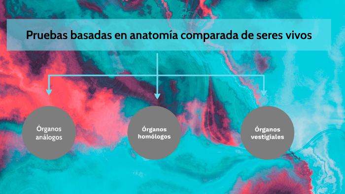 anatomía comparada by Inmaculada Vargas on Prezi