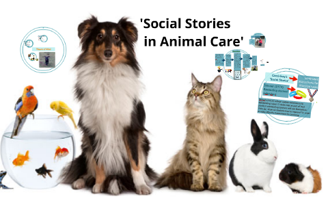Social Stories in Animal Care by lucy turner on Prezi