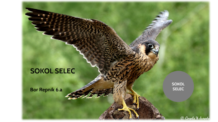 SOKOL SELEC by Bor Repnik on Prezi