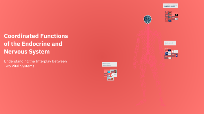 Coordinated Functions of the Endocrine and Nervous System by Jacquilyn Taganas on Prezi