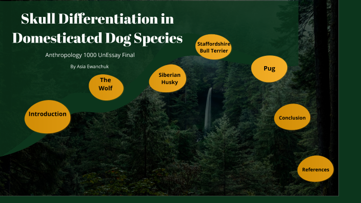 Skull Differentiation in Domesticated Dog Species by Asia Ewanchuk on Prezi