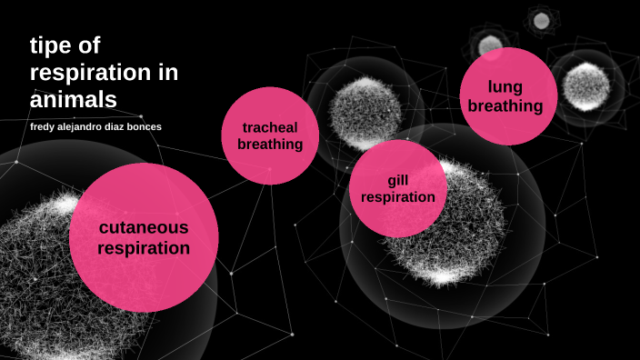 respiration in animals by fredy diaz on Prezi