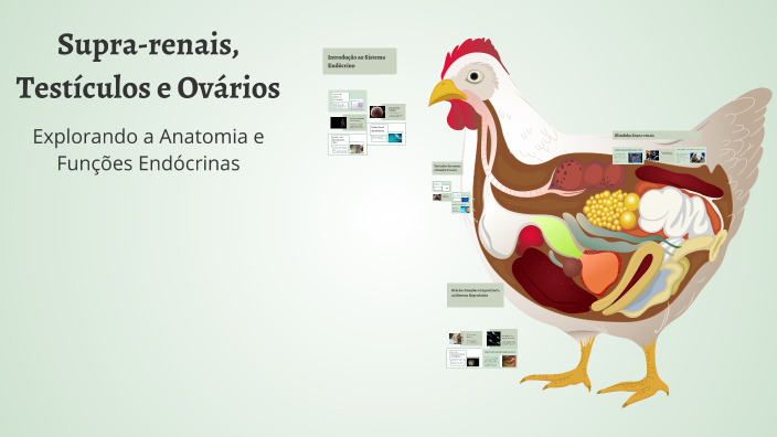 Supra-renais, Testículos e Ovários by Eduardo Lúcio Lima on Prezi