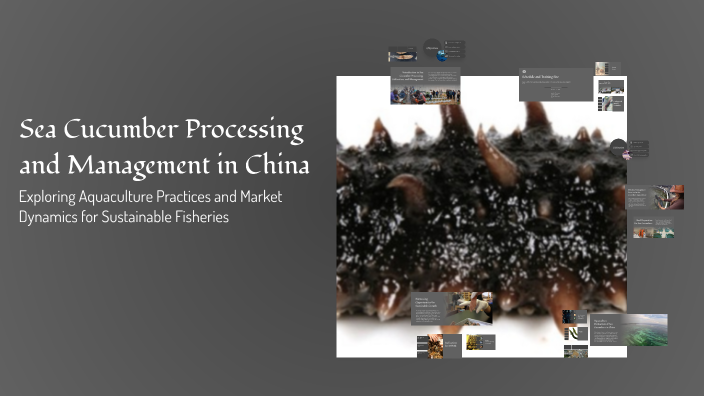 Sea Cucumber Processing and Management in China by Jeme Ngwaerobo on Prezi