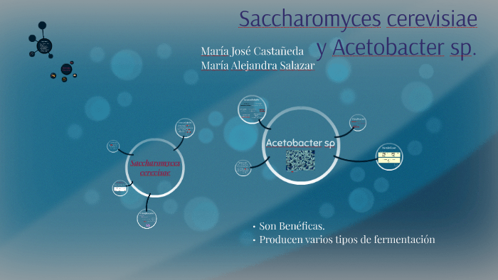 Saccharomyces cerevisiae y Acetobacter sp. by maria jose castañeda ...