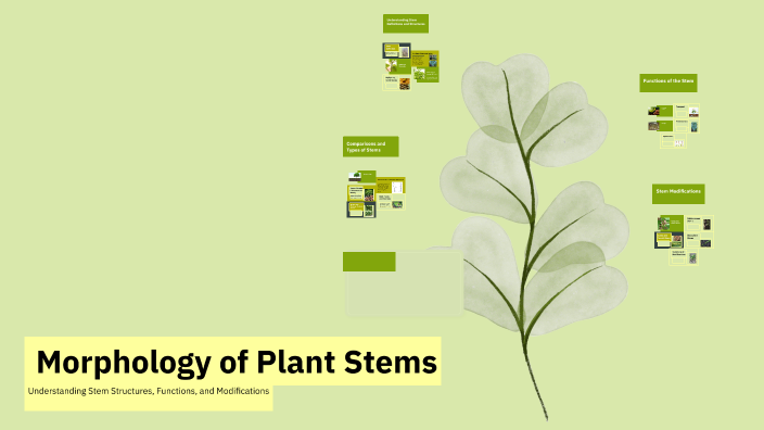 Morphology of Plant Stems by منه منه الله ايهاب حسنى على محمد on Prezi