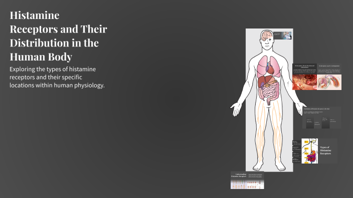 Histamine Receptors and Their Distribution in the Human Body by Amit ...