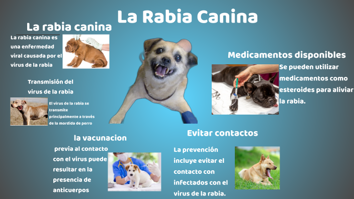 La Rabia Canina by MIGUEL ANGEL LEON JIMENEZ on Prezi