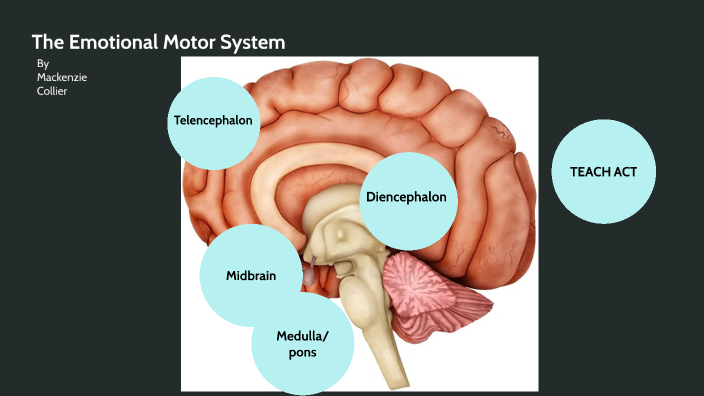 Exam 6 emotional motor system by Mackenzie Collier on Prezi