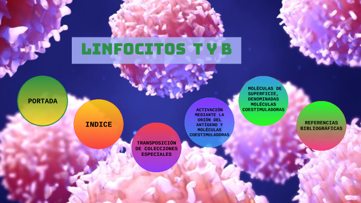Linfocitos T y B by Diameily Carolam Alvaro Navarro on Prezi