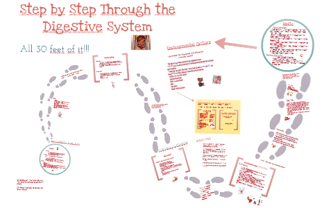 Step by Step Through the Digestive System by Julie Hopp on Prezi