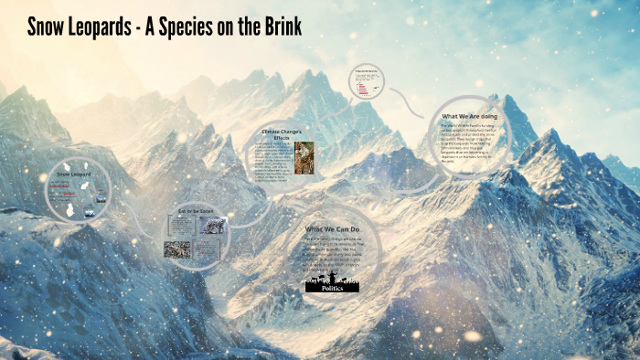 Snow Leopards - A Species on the Brink by Levi Huizenga on Prezi