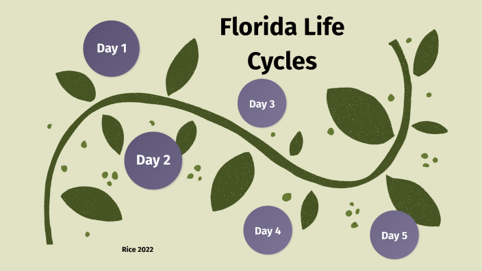 Florida Life Cycles by Anjelica Rice on Prezi