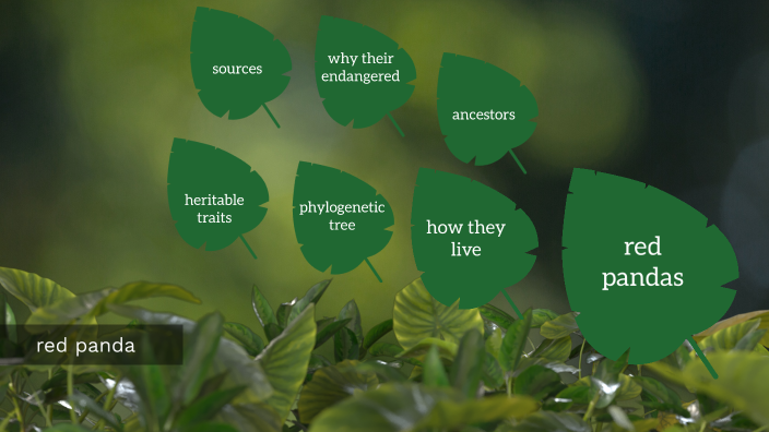 The organism evolution of red pandas by Jena Green on Prezi