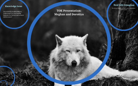 Reintroduction of Wolves Into Yellowstone National Park by Meghan Kerr ...