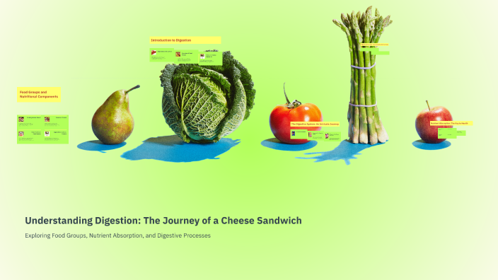 Understanding Digestion: The Journey of a Cheese Sandwich by Penelope ...