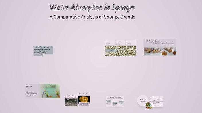 Water Absorption in Sponges by Bensen Michals on Prezi