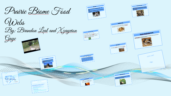 Prairie Biome Food Webs by Brenda Smith on Prezi