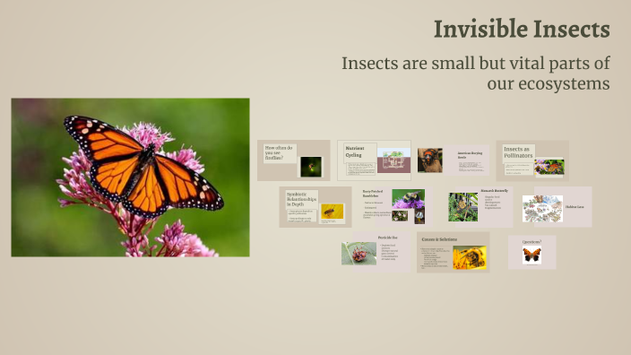 Invisible Insects by carys donaldson on Prezi
