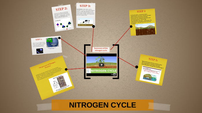 NITROGEN CYCLE by Aniqa Rahman on Prezi